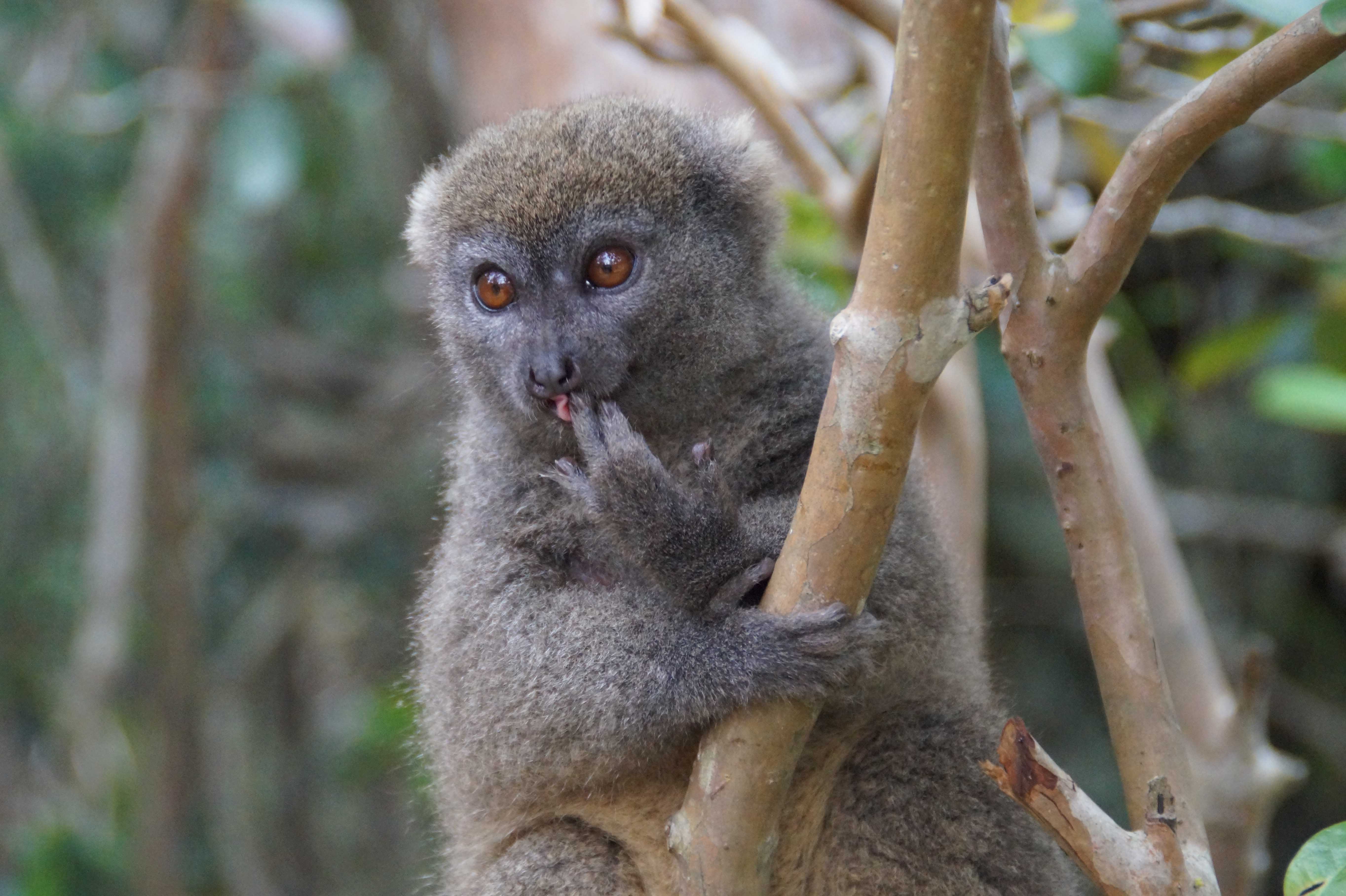 Madagascar vakantie - Rondreis & reizen naar Madagascar Afrika